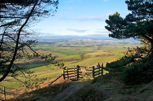 Harwood Forest - Woodland Trust