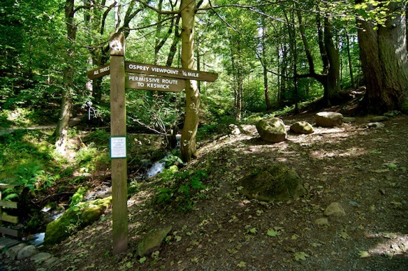 Dodd Wood - Woodland Trust