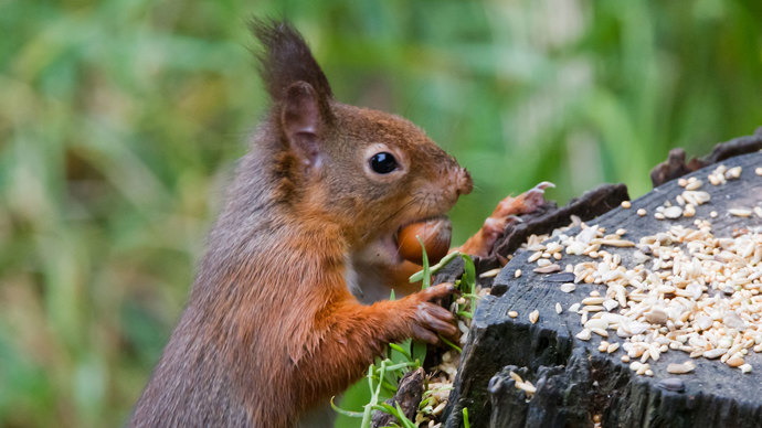 Dodd Wood - Woodland Trust