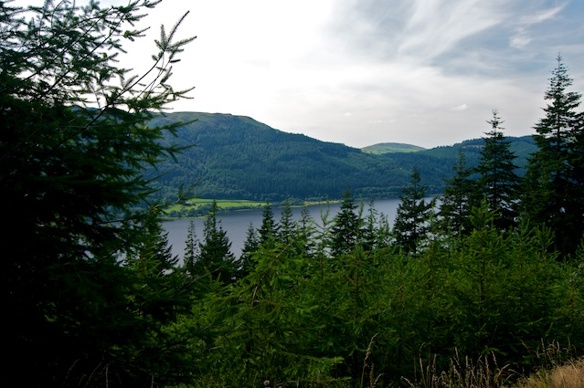 Dodd Wood - Woodland Trust