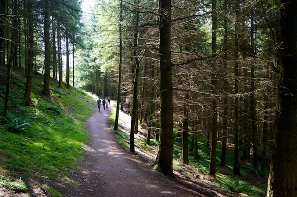 Dodd Wood - Woodland Trust