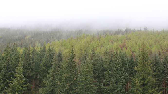 Dodd Wood - Woodland Trust