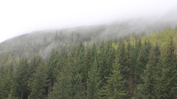 Dodd Wood - Woodland Trust