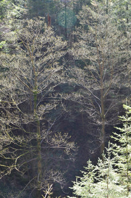 Dodd Wood - Woodland Trust