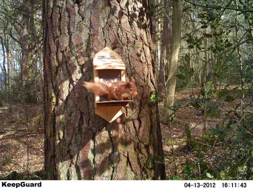 High Stand - Woodland Trust