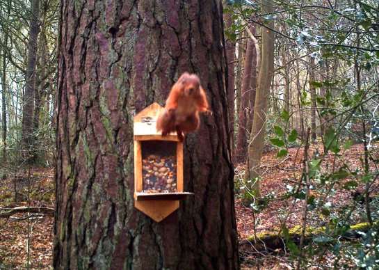 High Stand - Woodland Trust