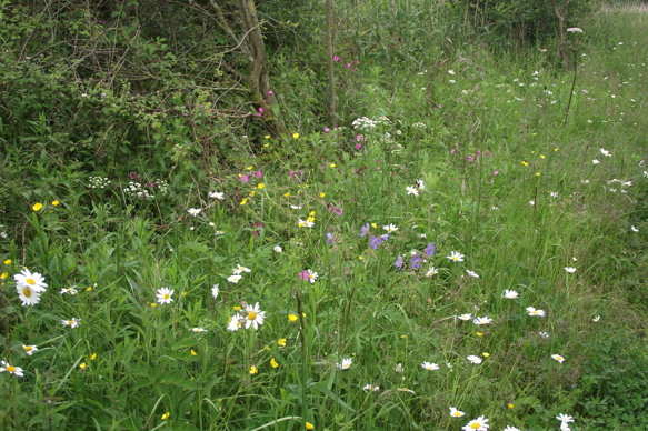 Bidston Moss - Woodland Trust