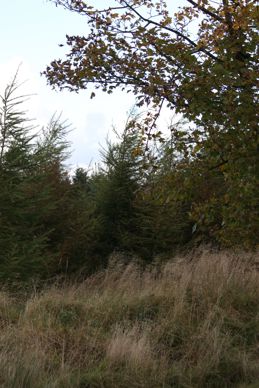 Stainburn Forest - Woodland Trust