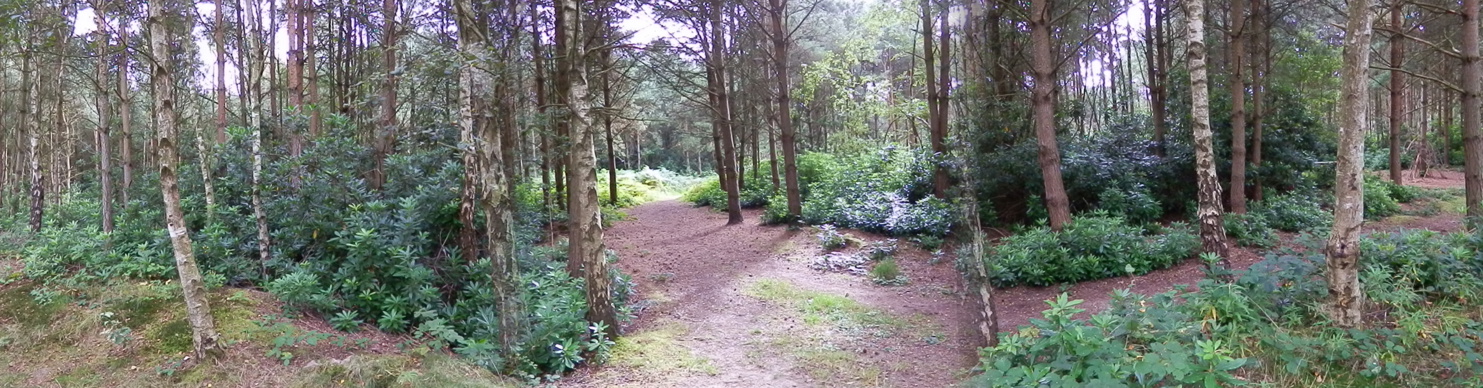 Wheldrake Woods - Woodland Trust
