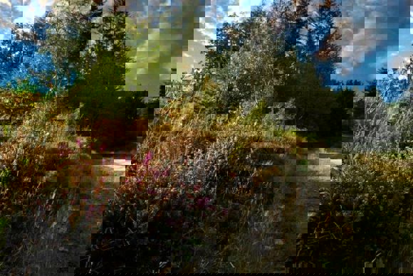 Silton Forest - Woodland Trust