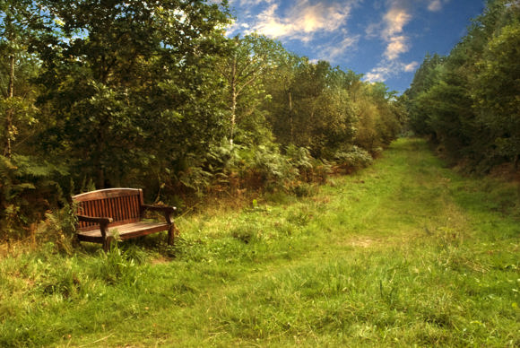 Silton Forest - Woodland Trust