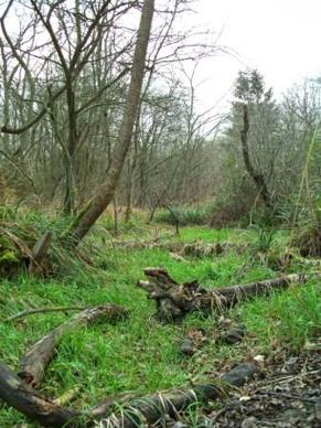 Ampthill Forest - Wilstead Wood - Woodland Trust