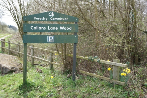 Kesteven Forest - Callan's Lane Wood - Woodland Trust