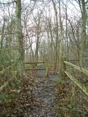 Ampthill Forest - Maulden Wood - Woodland Trust