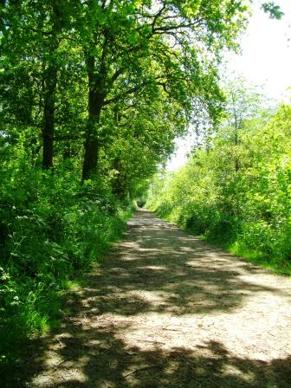 Ampthill Forest - Maulden Wood - Woodland Trust