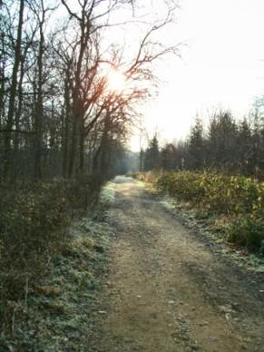 Ampthill Forest - Maulden Wood - Woodland Trust