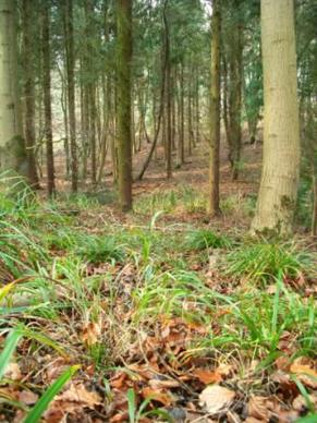 Ampthill Forest - Maulden Wood - Woodland Trust