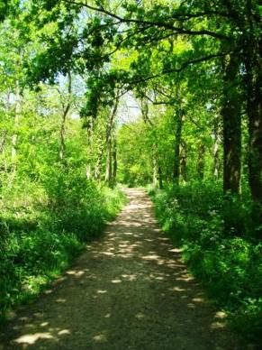 Ampthill Forest - Maulden Wood - Woodland Trust