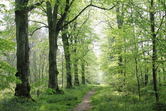 Salcey Forest - Woodland Trust