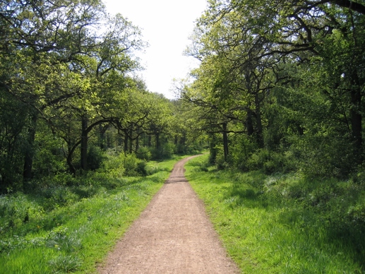 Salcey Forest - Woodland Trust
