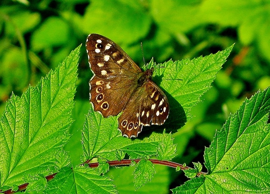 Rockingham Forest - Fineshade Wood - Woodland Trust