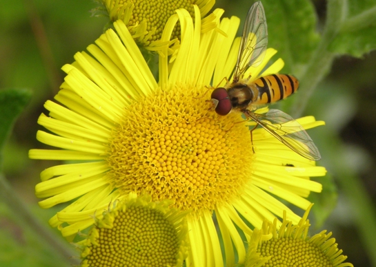 Bardney Limewoods - Chambers Farm Wood - Woodland Trust
