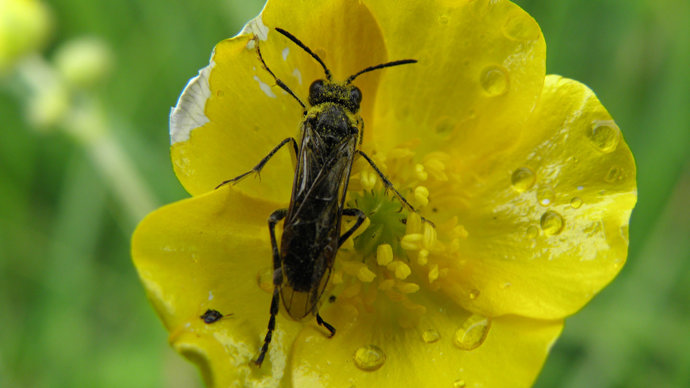 Bardney Limewoods - Chambers Farm Wood - Woodland Trust