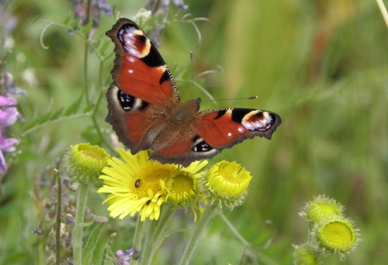 Bardney Limewoods - Chambers Farm Wood - Woodland Trust