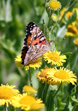 Bardney Limewoods - Chambers Farm Wood - Woodland Trust