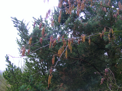 Oxclose Wood - Woodland Trust