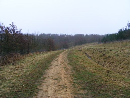 Oxclose Wood - Woodland Trust
