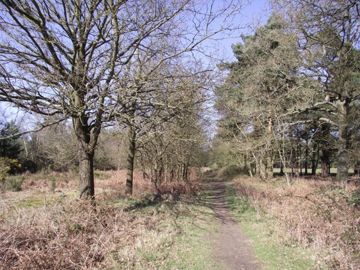 Bramshill Block - Woodland Trust