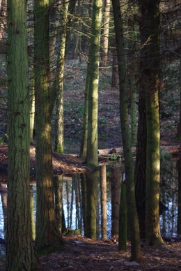 The Forests of the Isle of Wight - Parkhurst Forest - Woodland Trust
