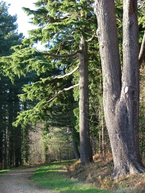The Forests of the Isle of Wight - Parkhurst Forest - Woodland Trust