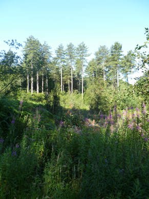 The Forests of the Isle of Wight - Parkhurst Forest - Woodland Trust