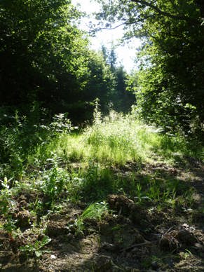 The Forests of the Isle of Wight - Parkhurst Forest - Woodland Trust