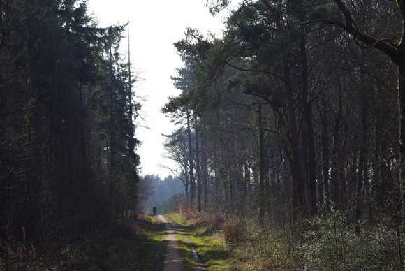 The Forests of the Isle of Wight - Parkhurst Forest - Woodland Trust
