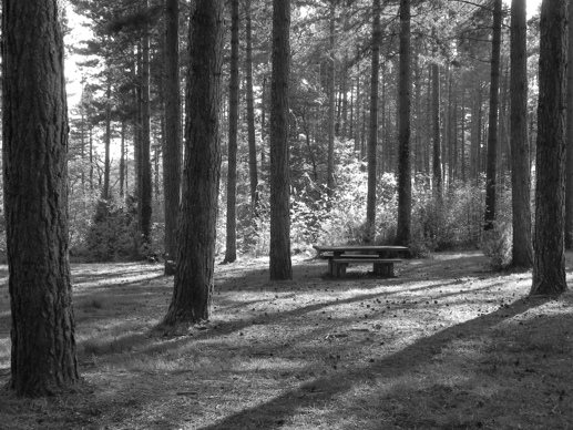 The Forests of the Isle of Wight - Parkhurst Forest - Woodland Trust