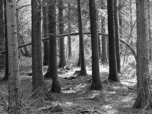 The Forests of the Isle of Wight - Parkhurst Forest - Woodland Trust