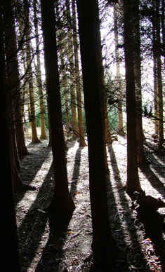 The Forests of the Isle of Wight - Parkhurst Forest - Woodland Trust