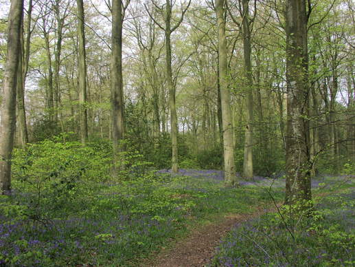 Forest of Bere - West Walk - Woodland Trust