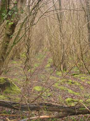 Charlton Forest - Woodland Trust