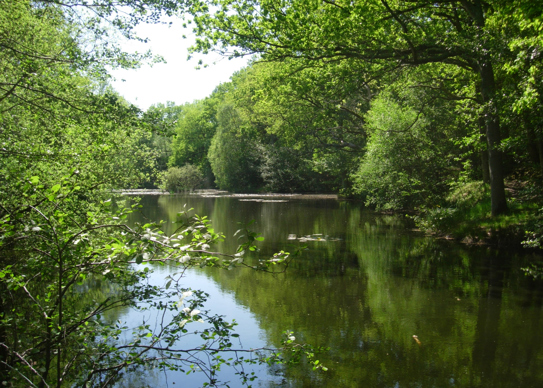 Park Wood & High Wood - Woodland Trust