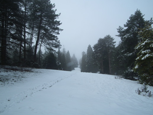 Bedgebury National Pinetum and Forest - Woodland Trust