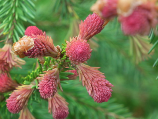 Bedgebury National Pinetum and Forest - Woodland Trust