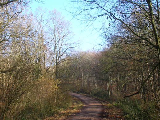 Webb's Wood - Woodland Trust