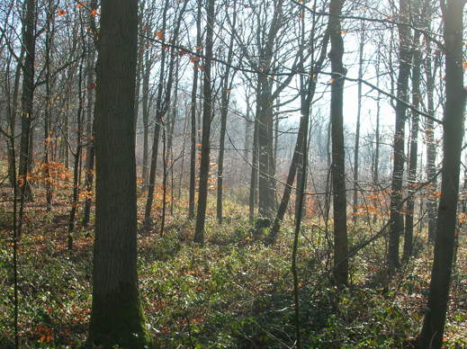Webb's Wood - Woodland Trust