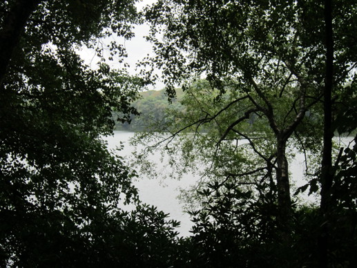 Pettypool Wood - Woodland Trust