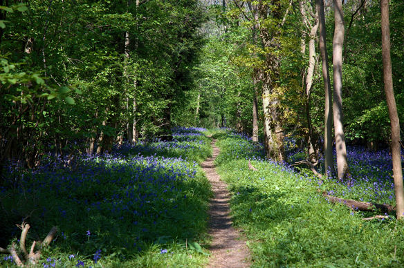 Ampthill Forest - Potton Wood - Woodland Trust