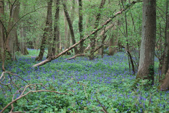 Ampthill Forest - Potton Wood - Woodland Trust